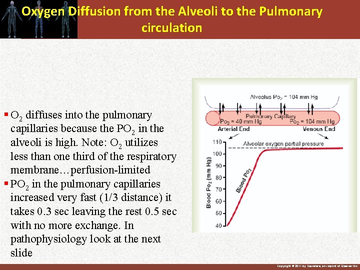 UNIT VII Chapter 40 Transport of Oxygen and