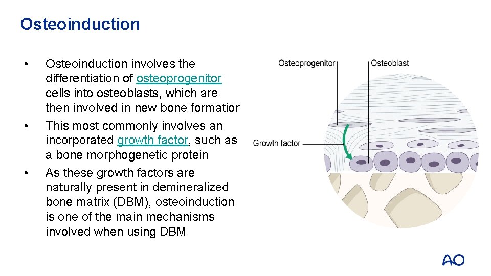 Bone grafts and bone graft substitutes to promote