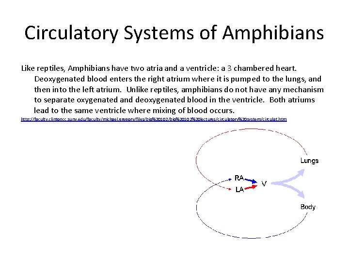 A Tour of The Circulatory System By Bryce