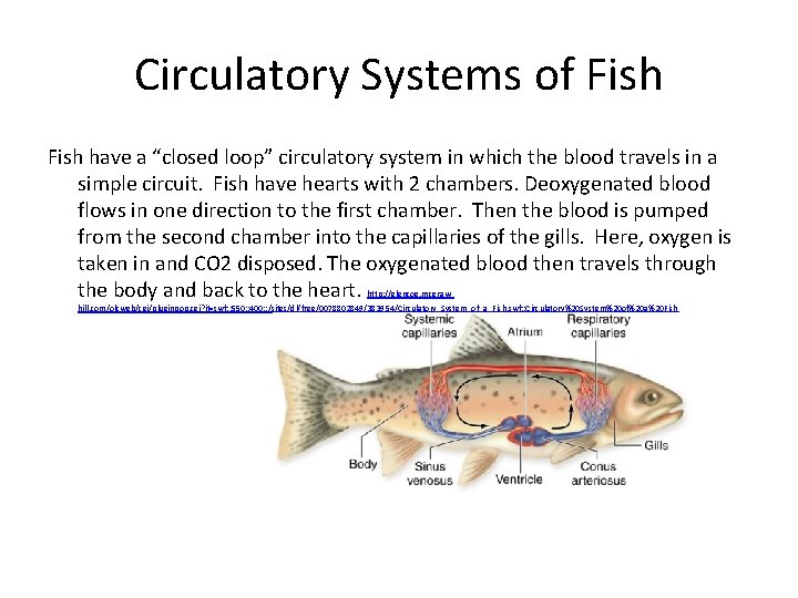 A Tour of The Circulatory System By Bryce
