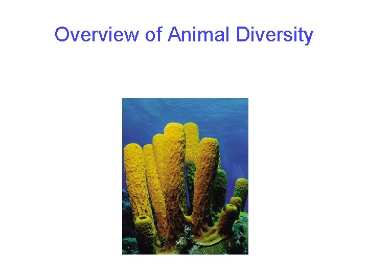 Overview of Animal Diversity General Features of Animals