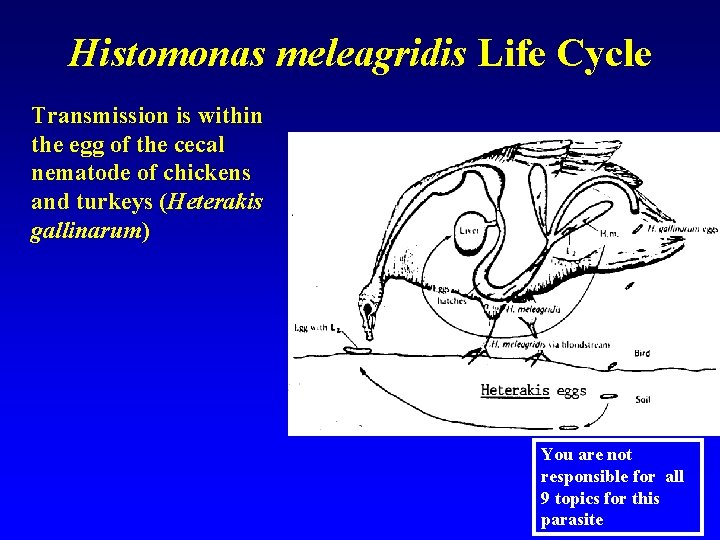 Histomonas meleagridis Cosmopolitan parasite of Birds in the