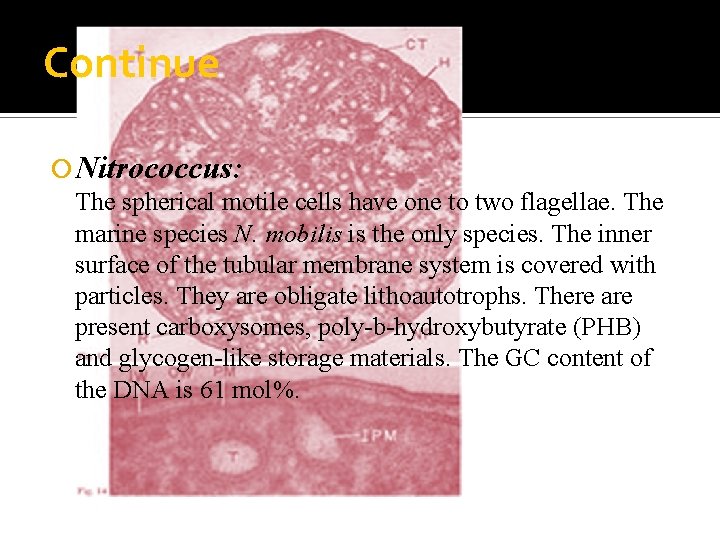 CHAPTER 4 STUDY OF VARIOUS BACTERIAL GROUPS 4