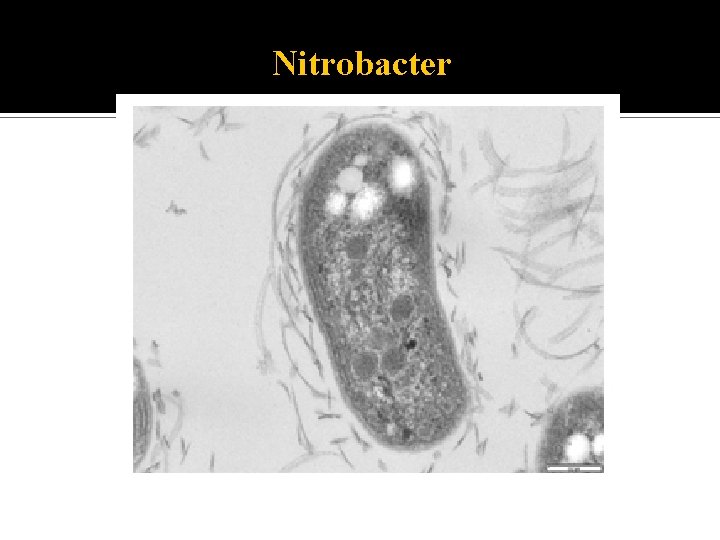 CHAPTER 4 STUDY OF VARIOUS BACTERIAL GROUPS 4
