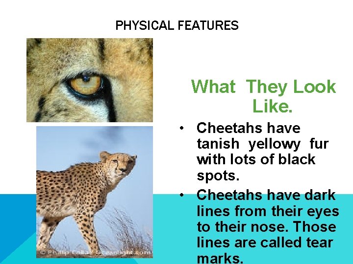 CHEETAHS FAST AND FURIOUS BY SAMANTHA POWER POINT