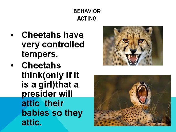 CHEETAHS FAST AND FURIOUS BY SAMANTHA POWER POINT