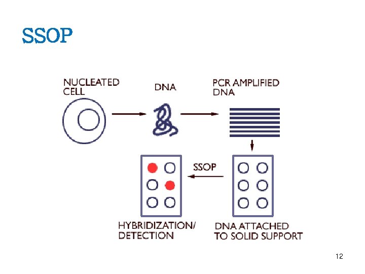 MHCMajor Histocompatibility Complex Highly polymorphic genes Recognition by