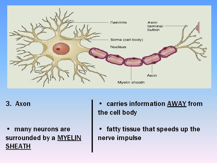 Nervous System Notes Part 3 EVEN MORE INTERESTING