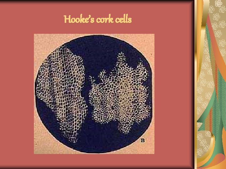 The Cell Theory SOL BIO 2 a The