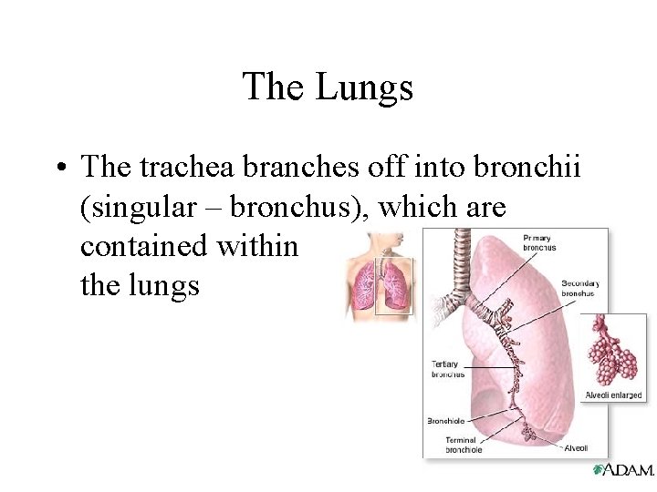 Respiratory System Mr Oles Purpose of the respiratory