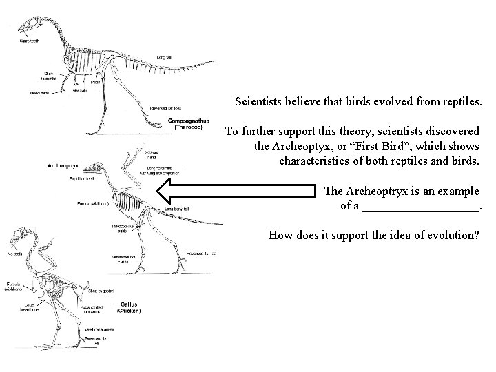 The Hall of Evolutionary Evidence Butterflies bats and