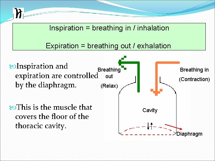 Anatomy and Physiology Respiratory System Liz Webb 2010