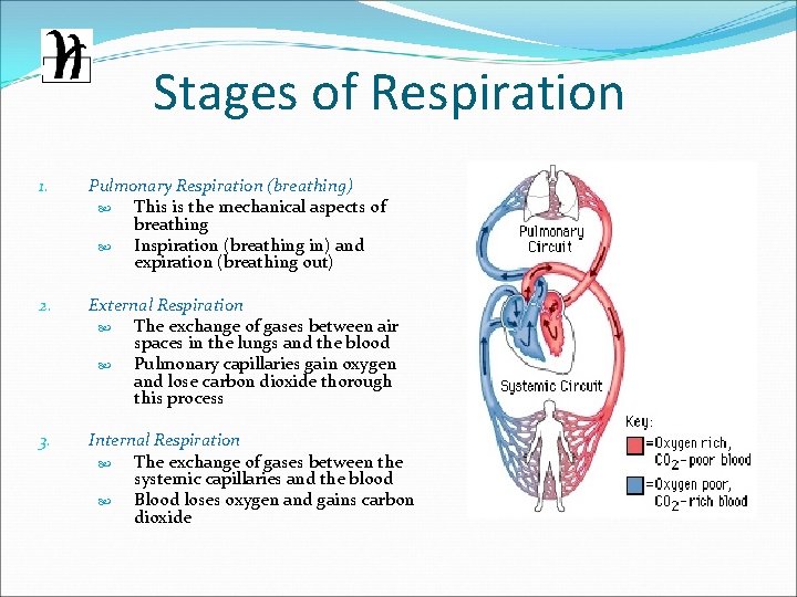 Anatomy and Physiology Respiratory System Liz Webb 2010