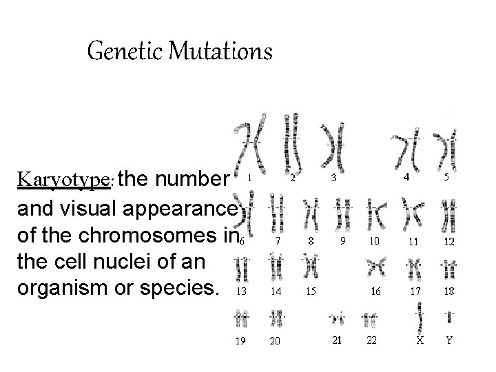 Genetic Mutations Karyotype the number and visual appearance