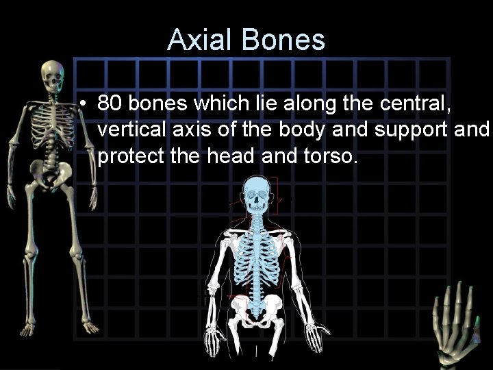 Bones More Bones Osteology The science that deals