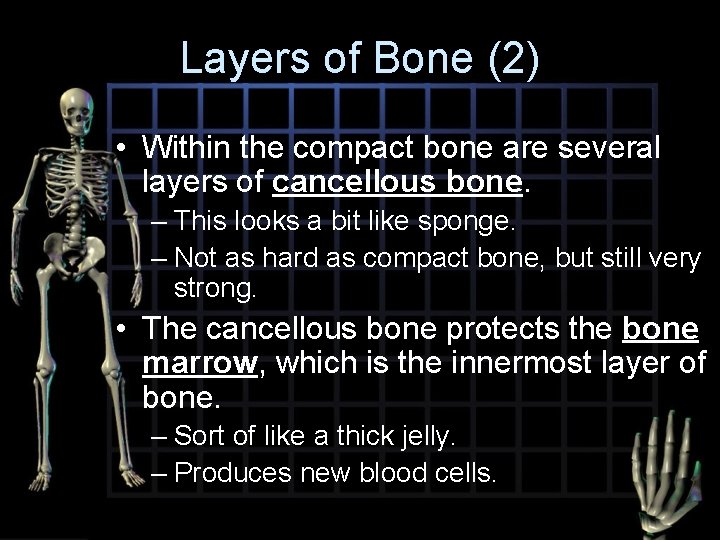 Bones More Bones Osteology The science that deals