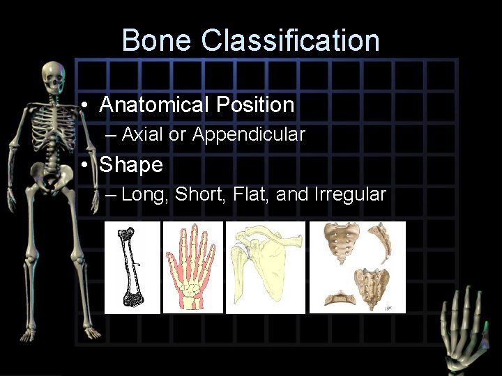 Bones More Bones Osteology The science that deals