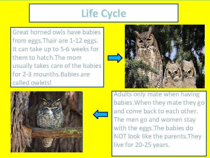 Great horned owl By Julia Sagen Animal Facts