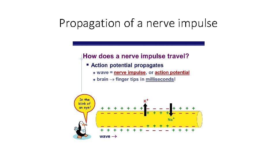 6 5 Neurons Synapses Understanding Neurons transmit electrical