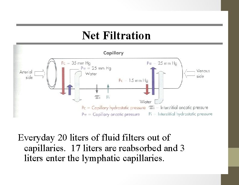 Fluids and Electrolytes Chapter 4 Distribution of Body