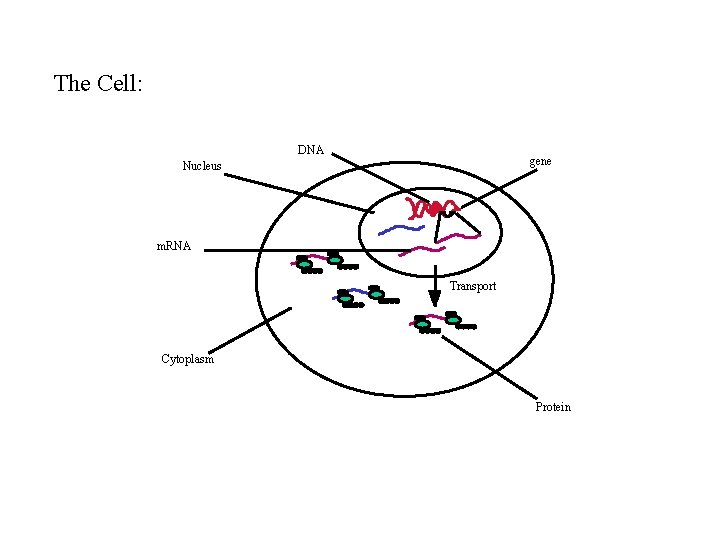 The Cell DNA gene Nucleus m RNA Transport