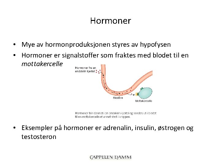 Hormonsystemet Hormonsystemet Sender beskjeder rundt i kroppen Beskjedene