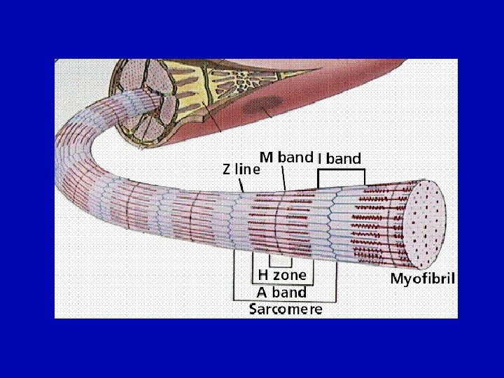 Muscular System Anatomy Physiology Muscles From the Latin