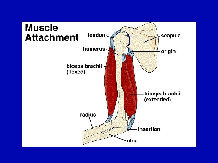 Muscular System Anatomy Physiology Muscles From the Latin