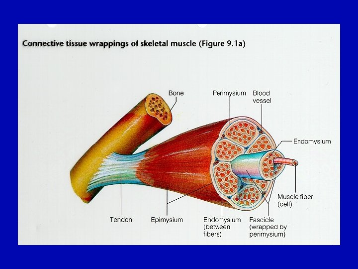 Muscular System Anatomy Physiology Muscles From the Latin