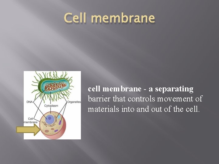 CHAPTER 5 CELL STRUCTURE AND FUNCTION VOCABULARY CELL