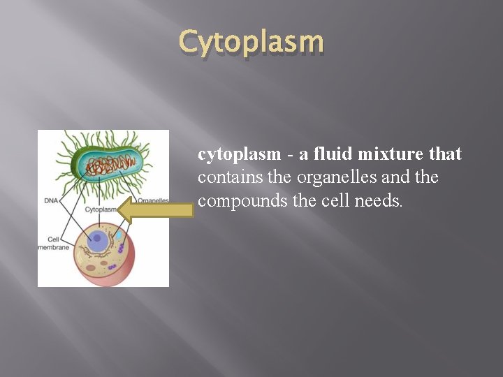 CHAPTER 5 CELL STRUCTURE AND FUNCTION VOCABULARY CELL