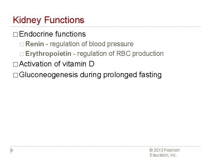 The Urinary System Part 1 Honors Anatomy Physiology