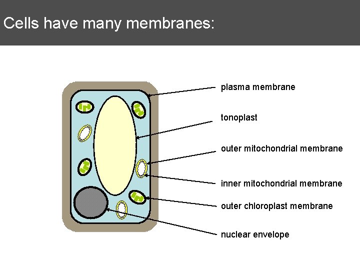 Membranes in cells Chapter 2 3 Objectives of