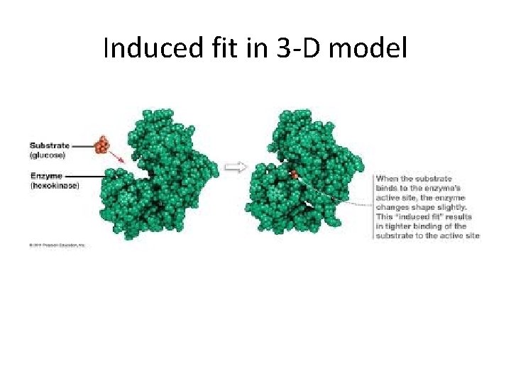 Enzymes L 3 BIOLOGY ENZYMES are PROTEINS help