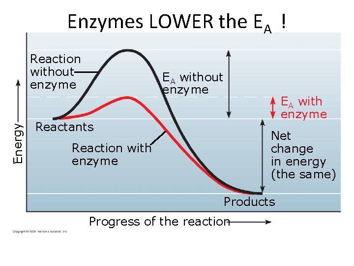 Enzymes L 3 BIOLOGY ENZYMES are PROTEINS help