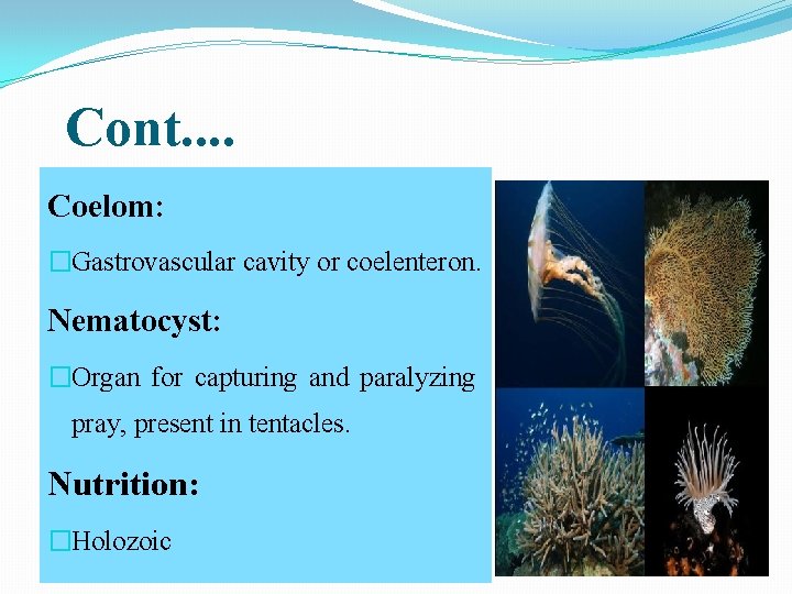 Unit 3 Phylum Cnidaria Topic General Characteristics and