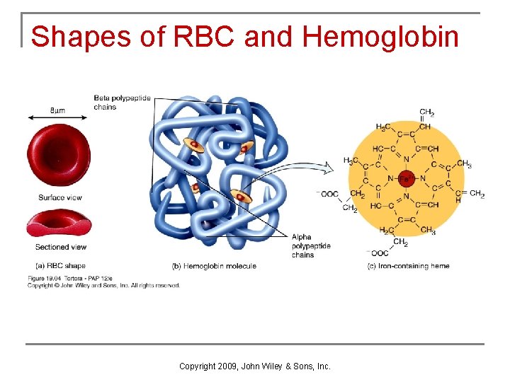 Chapter 19 The Cardiovascular System The Blood Copyright