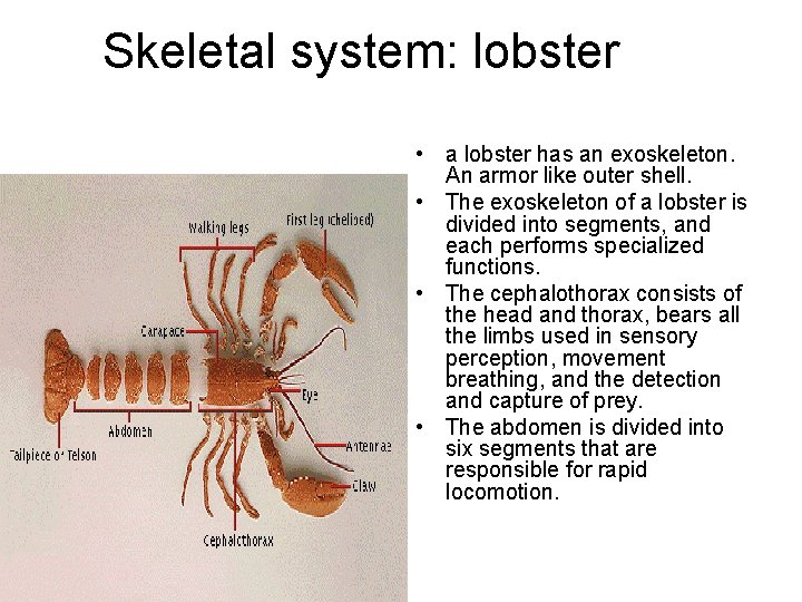 Skeletal system BY Chris Spurrier Kyle Sam Moutry