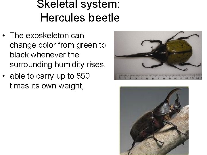 Skeletal system BY Chris Spurrier Kyle Sam Moutry
