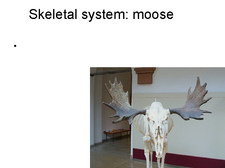Skeletal system BY Chris Spurrier Kyle Sam Moutry