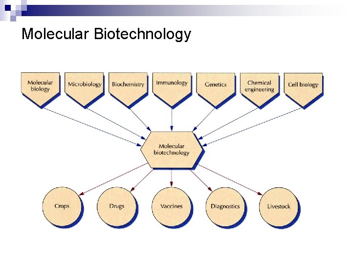 Chapter 1 The Molecular Biotechnology Revolution The Relationship