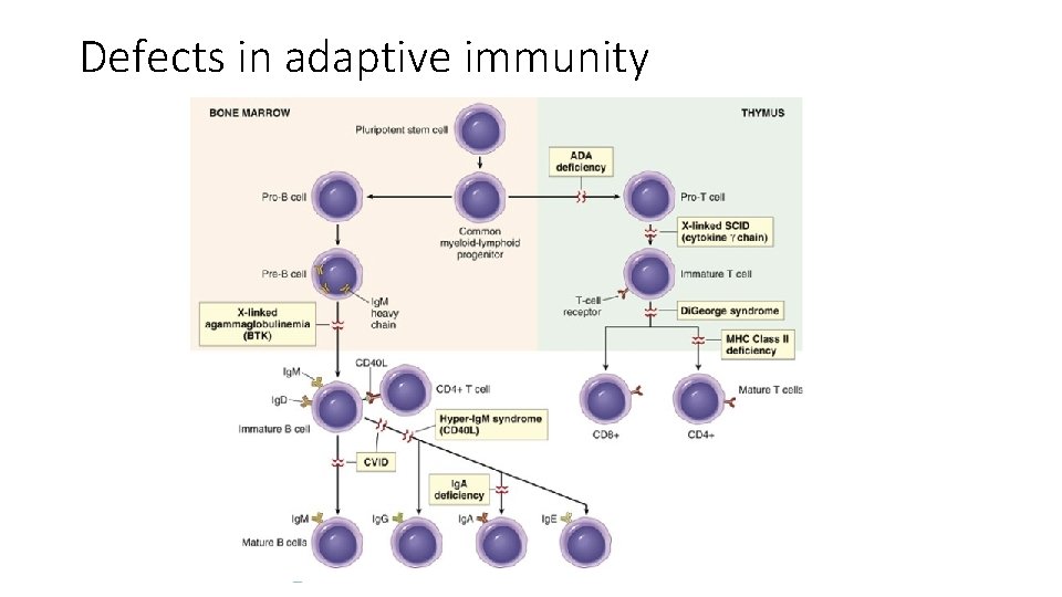 Immunodeficiency Syndromes General classification Primary Genetically ...