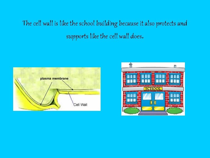 Cell Organelles caylan bybee A cell is like