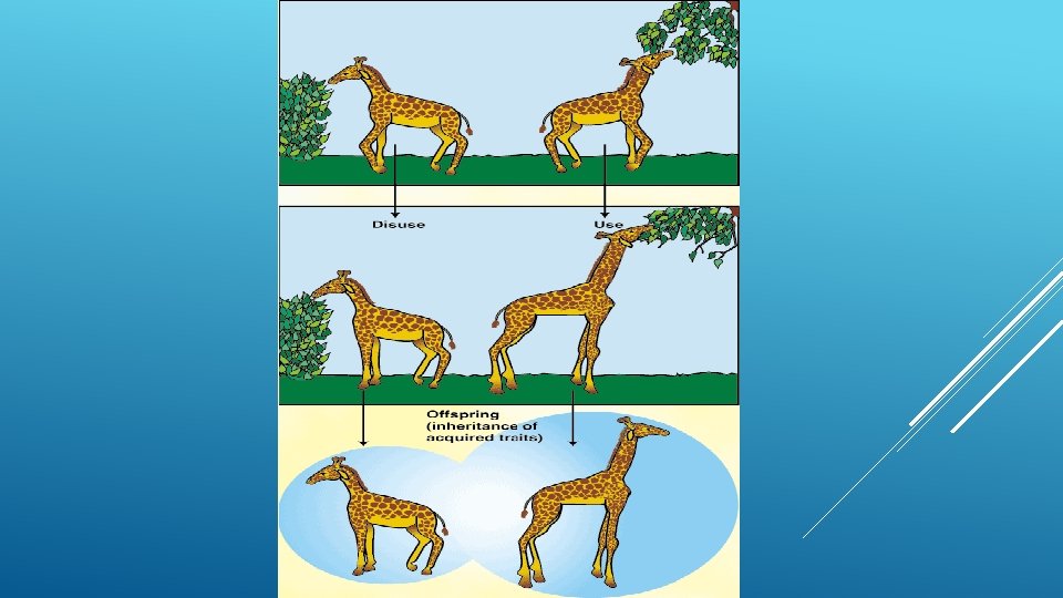 EVOLUTION Biology James Hutton and Charles Lyell studied