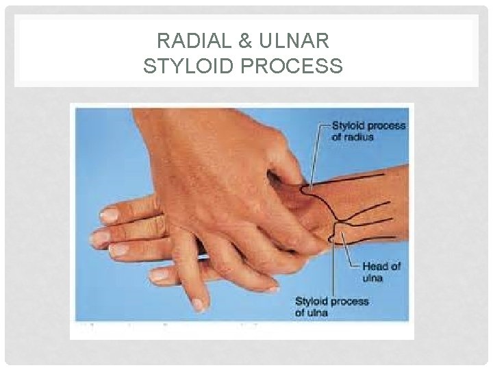 ELBOW HUMEROULNAR JOINT BY TAYLOR JOREY AND VICTORIA