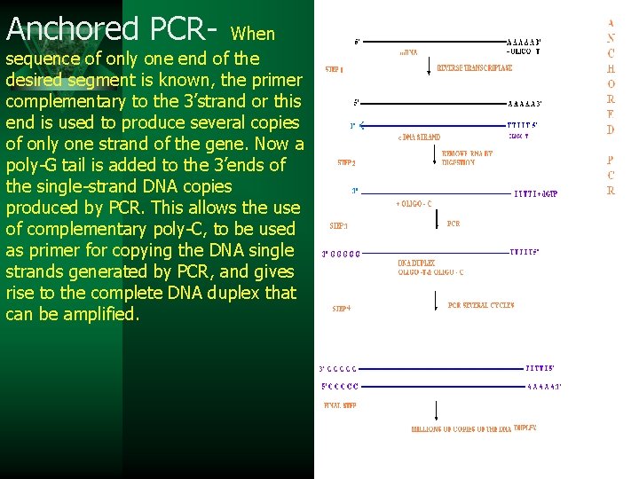 Polymerase Chain Reaction CONTENTSIntroduction PCR reaction components ...