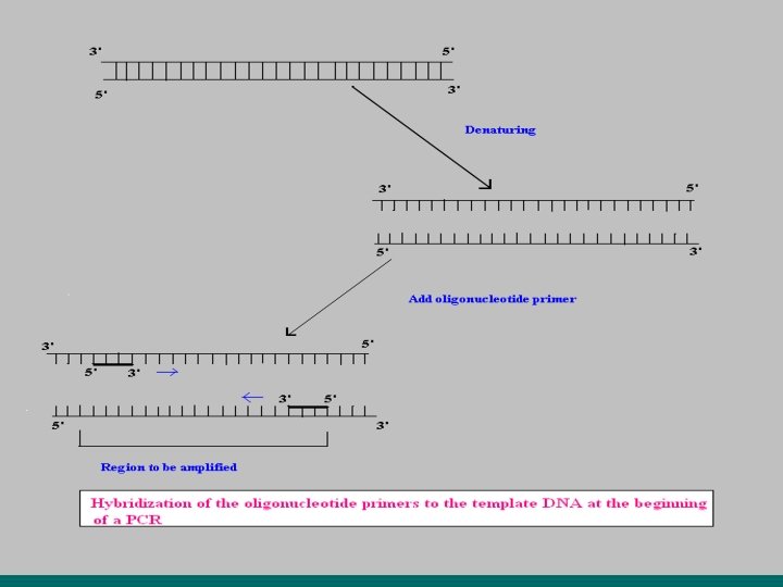 Polymerase Chain Reaction CONTENTSIntroduction PCR reaction components ...