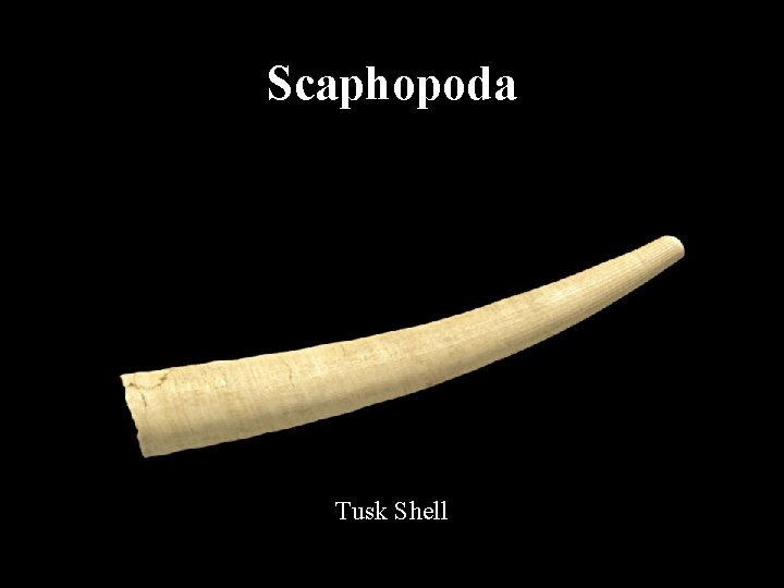 Mollusca and Annelida By Daniel Smith Mackenzie Neighbors