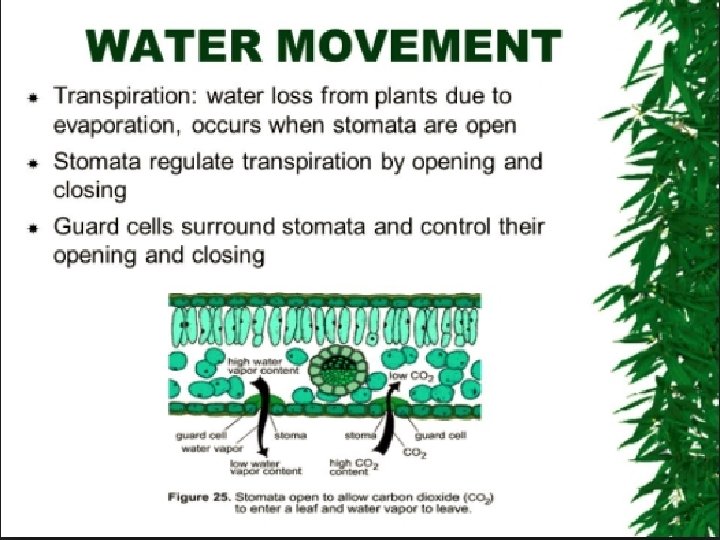 Transpiration Objective 6 L 1 2 1 I