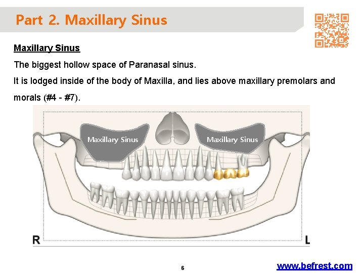 v Basic Course Understanding of sinus surgery Slides